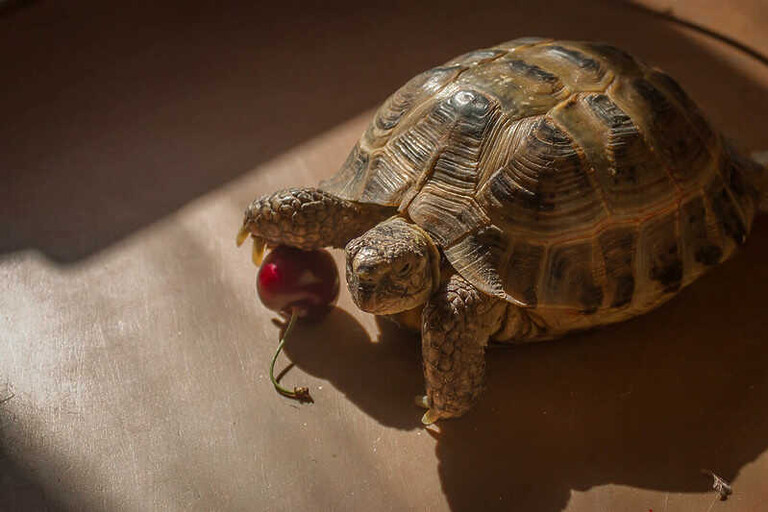 Tortuga Rusa - cuidados, alimentación, reproducción