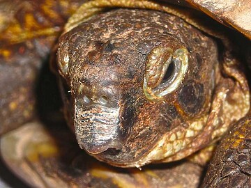 Tortuga Rusa - cuidados, alimentación, reproducción