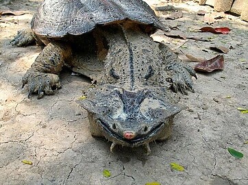 Tortuga MataMata - características, alimentación y curiosidades