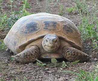 Tortuga Mexicana - características, hábitat y curiosidades
