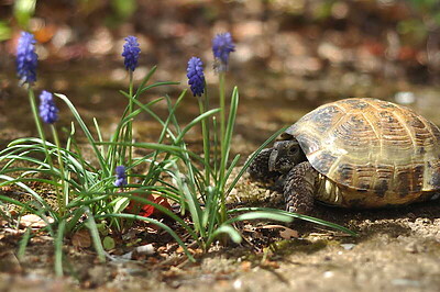 Tortuga Rusa - cuidados, alimentación, reproducción