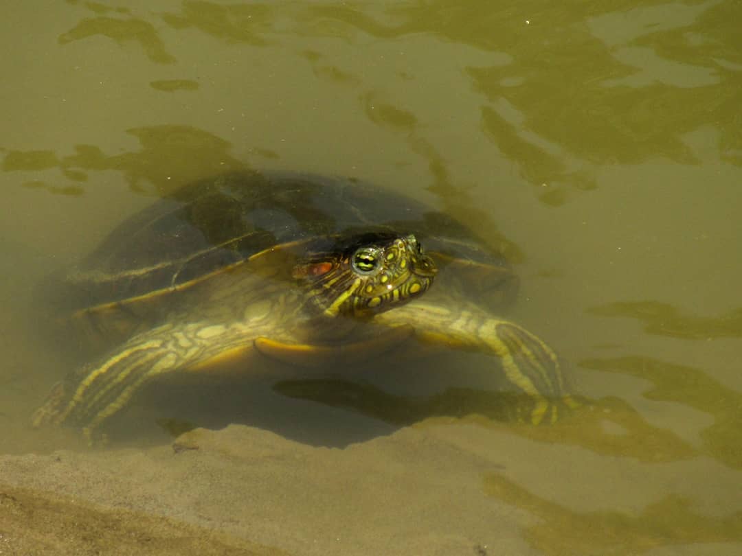 Tortuga Colombiana - características, hábitat y cuidados