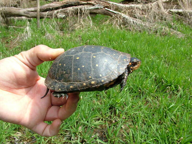 Tortuga Moteada características y curiosidades - con fotos!