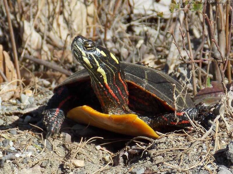 Tortuga Pintada - características, distribución y curiosidades