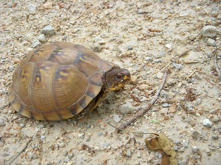 Tortuga de Caja de tres dedos - alimentación, cuidados, hábitat